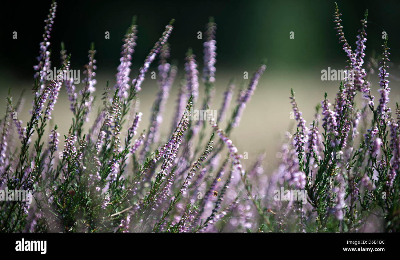 Heather blossoms in Undeloh, Germany, 13 August 2012. Photo: Andre Kolm ...