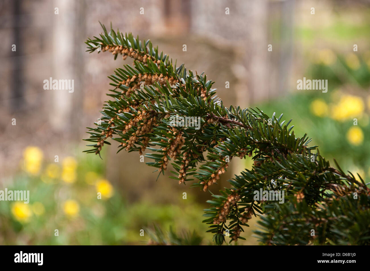 Detail branch yew tree church yard Stock Photo - Alamy