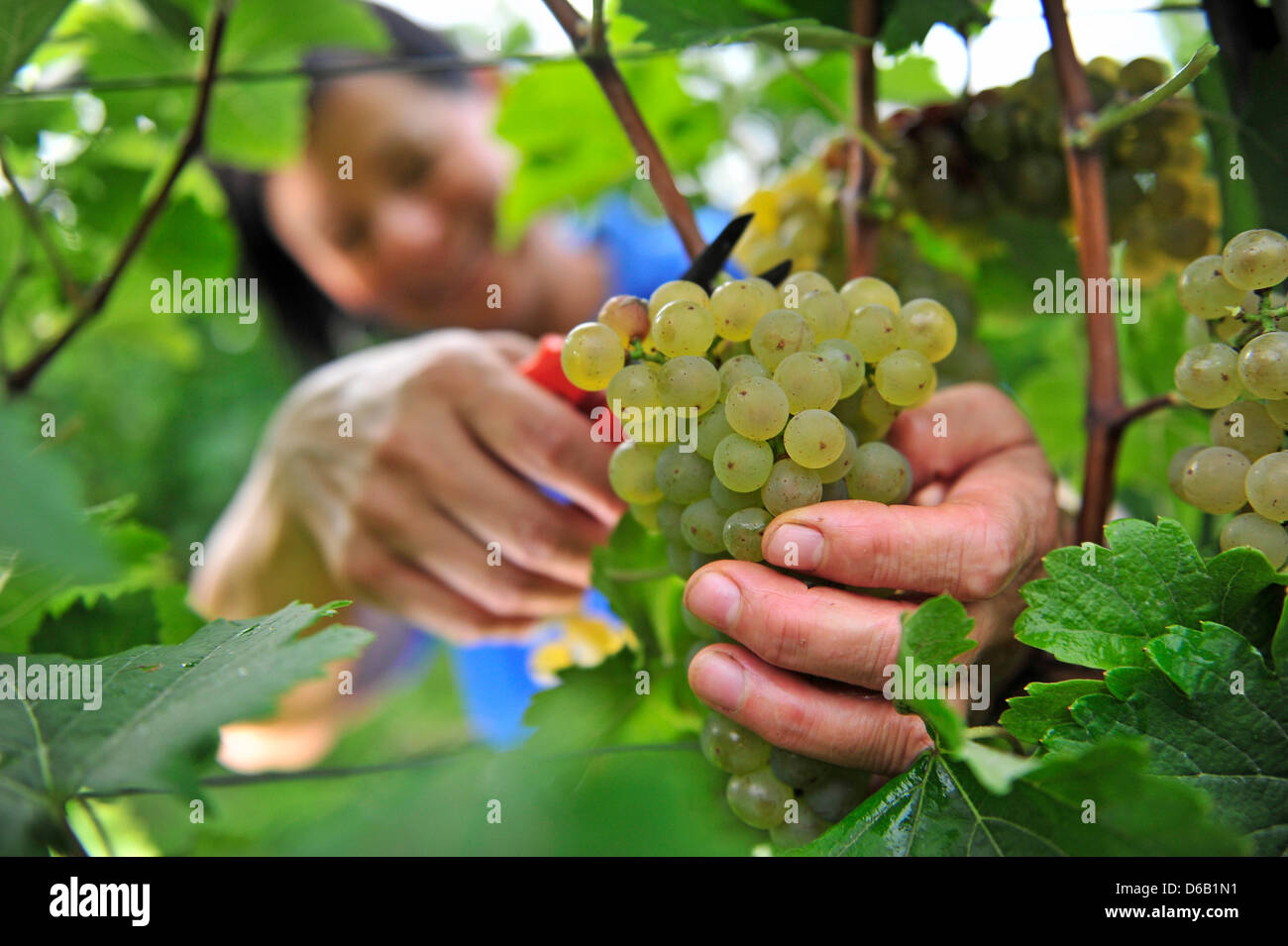 Bergstraesser hi-res stock photography and images - Alamy