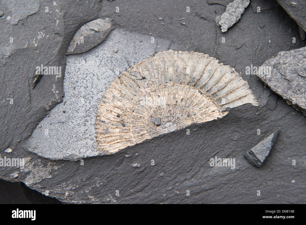 Oil shale it is the kerogen in this rock which hi-res stock photography ...