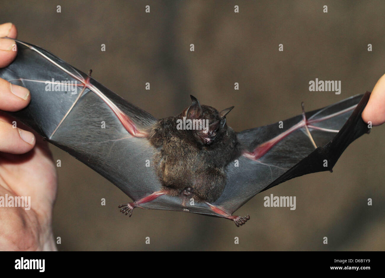 A male Seba's Short-tailed Bat is held at Burgers' Zoo in Arnhem ...