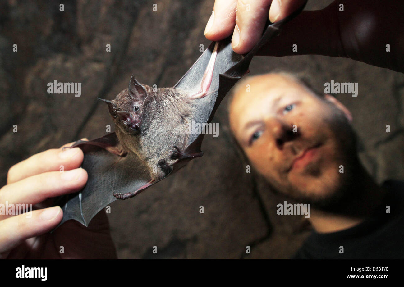 Christiaan Luttenberg from Burgers' Zoo holds a Seba's Short-tailed Bat ...