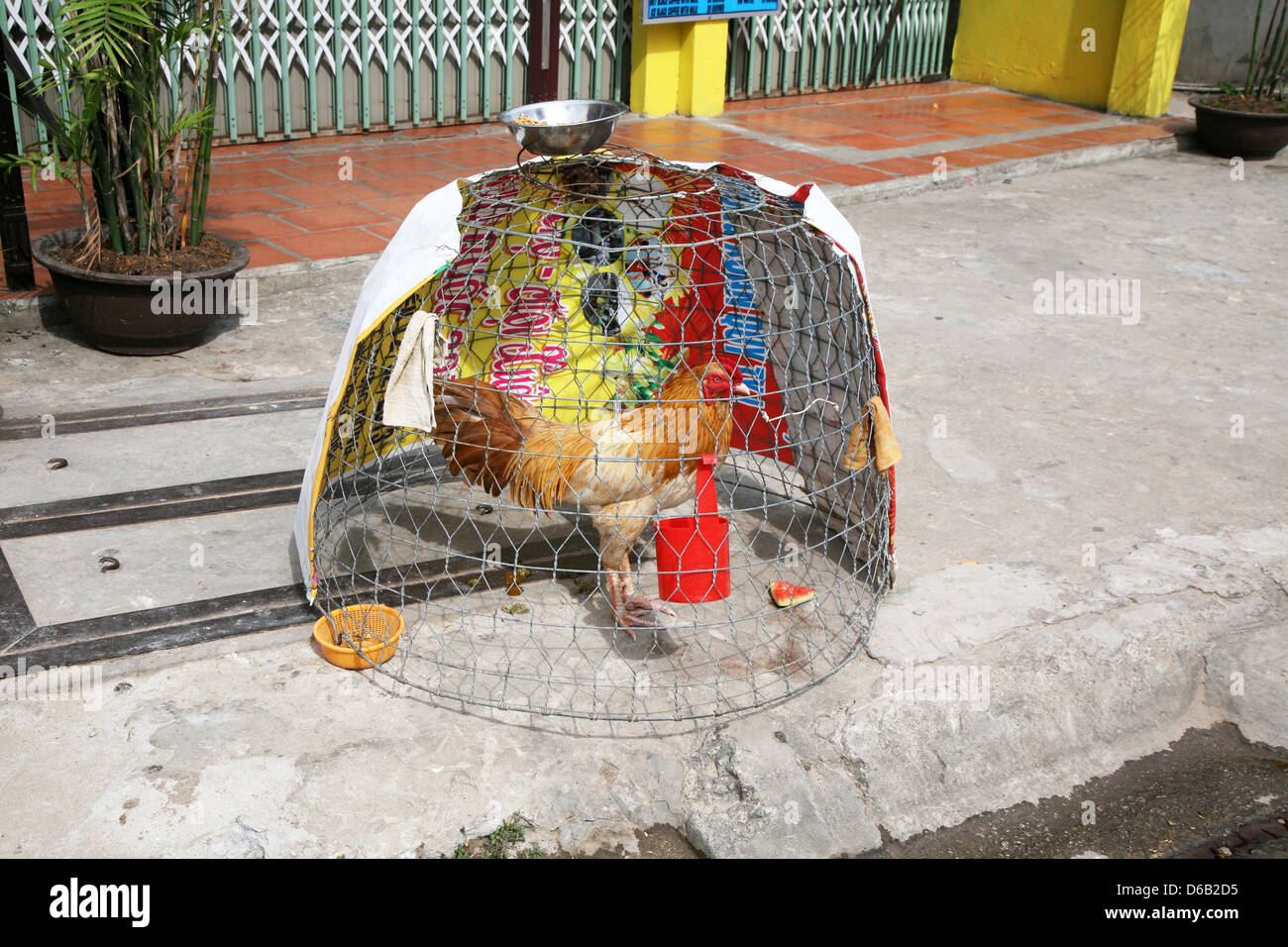 Chicken in a cage Stock Photo - Alamy