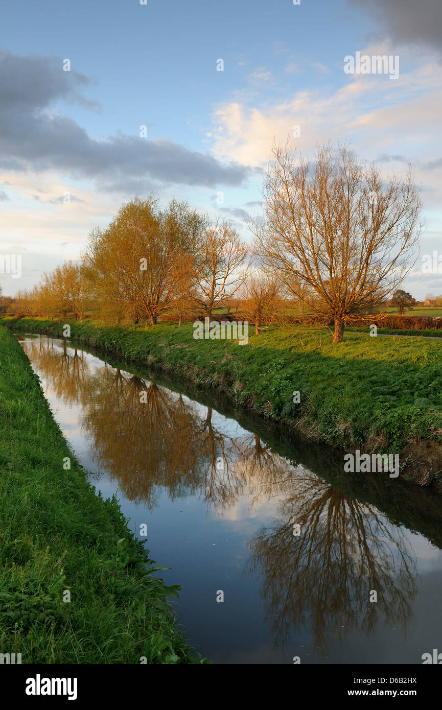 Willow trees (Salix Fragilis) on the banks of the river Brue, Somerset ...