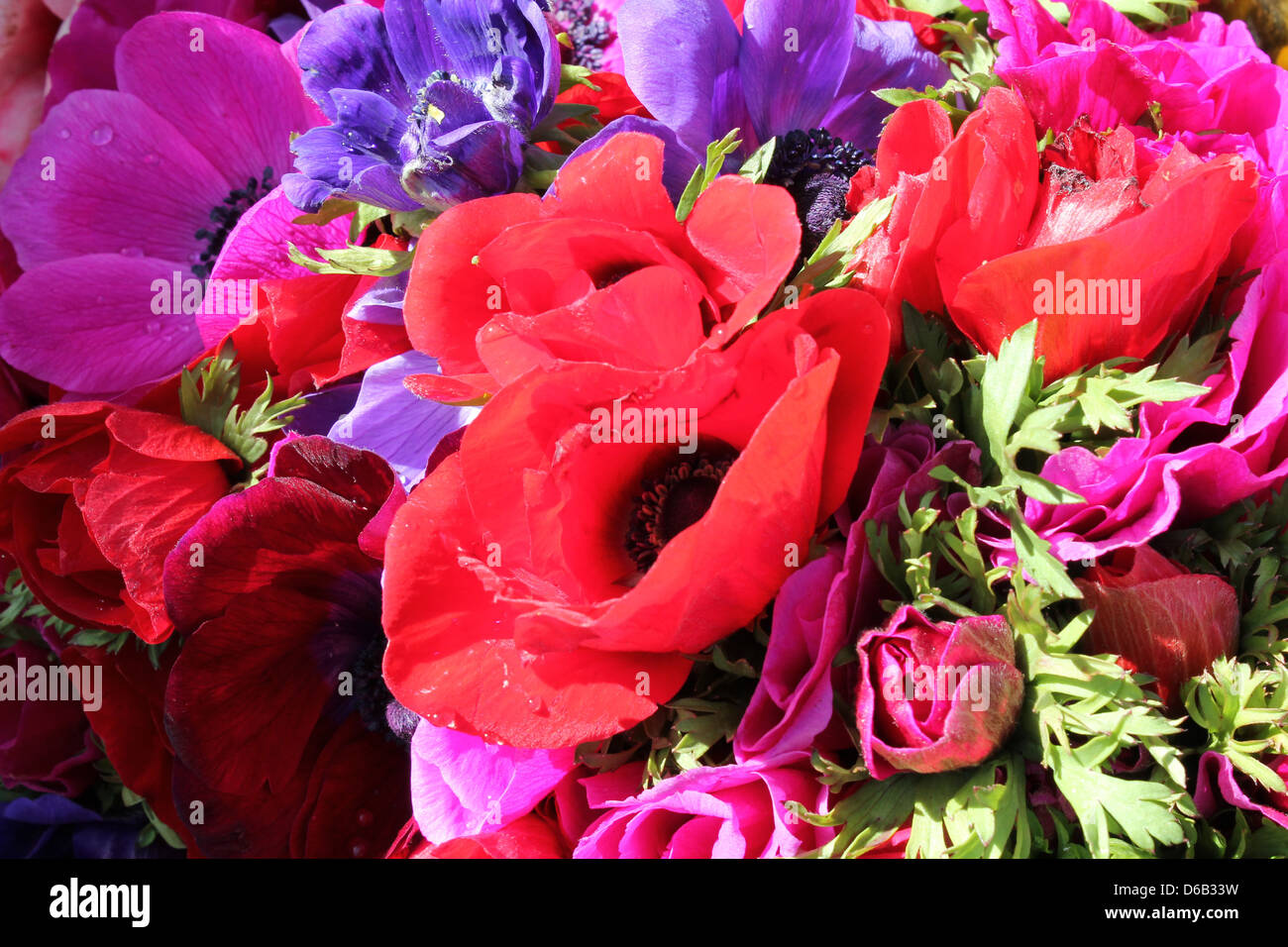 A mix of flowers Stock Photo - Alamy