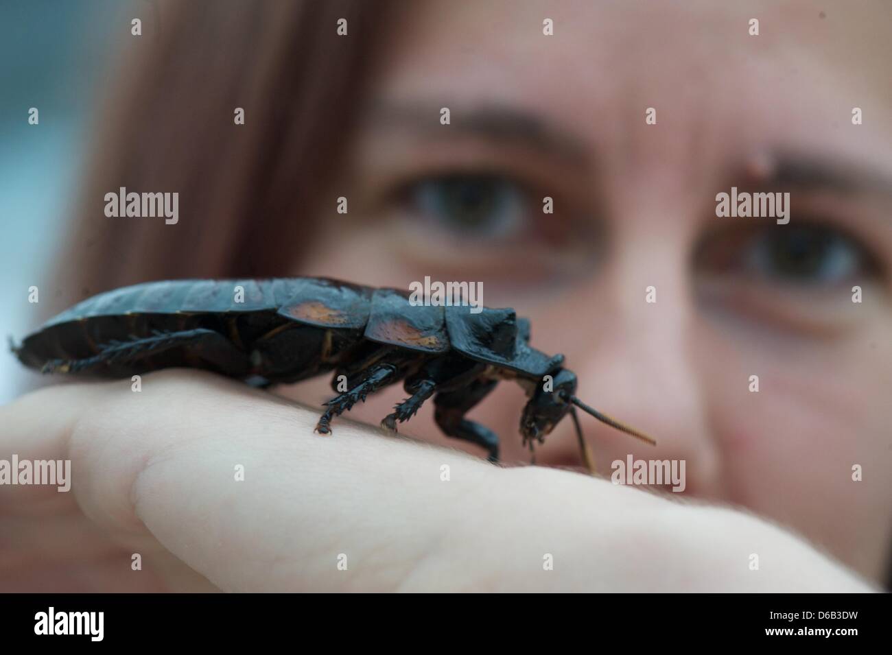 Exhibitor Nancy Schroeter shows a Madagascar hissing cockroach at the ...