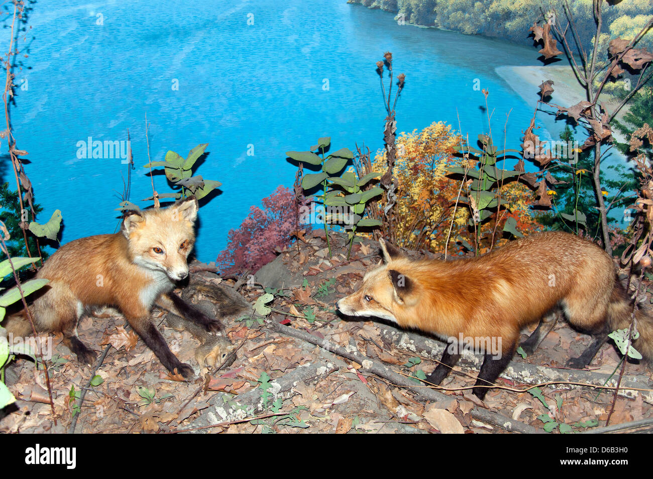 Foxes, Natural History Museum, Los Angeles, CA Stock Photo - Alamy