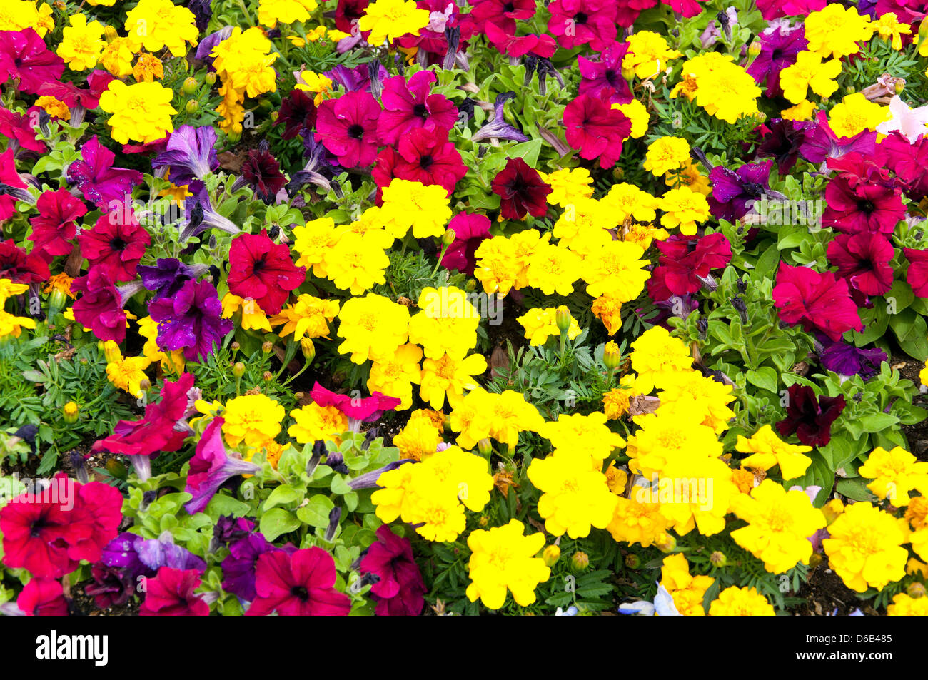 Flowers in the Garden Stock Photo - Alamy