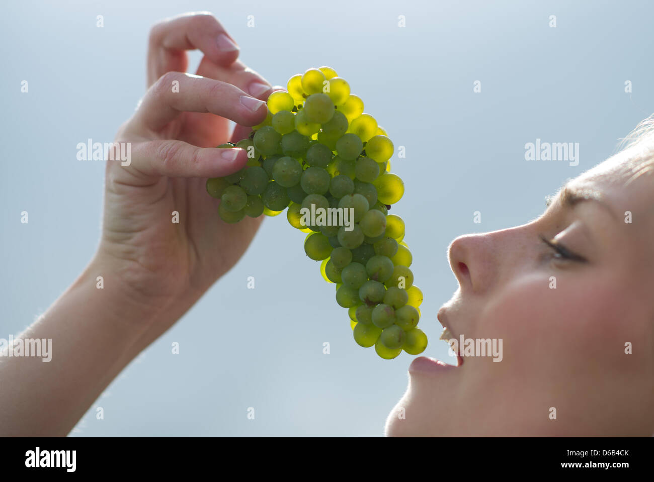 Wine princess of the Palatine Melanie Wilhelm holds Solaris grapes at a ...