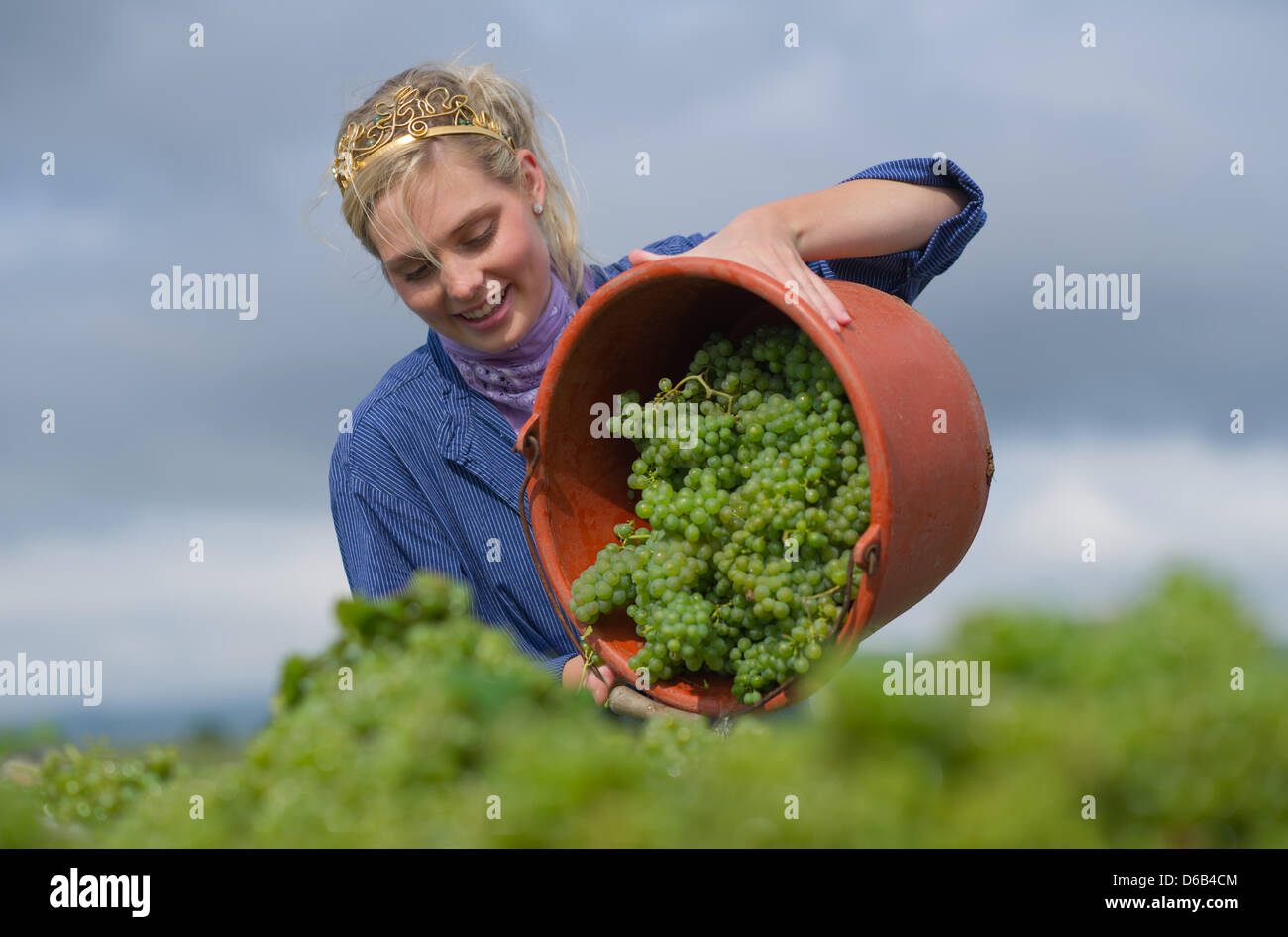 Wine princess of the Palatine Melanie Wilhelm harvests Solaris grapes ...