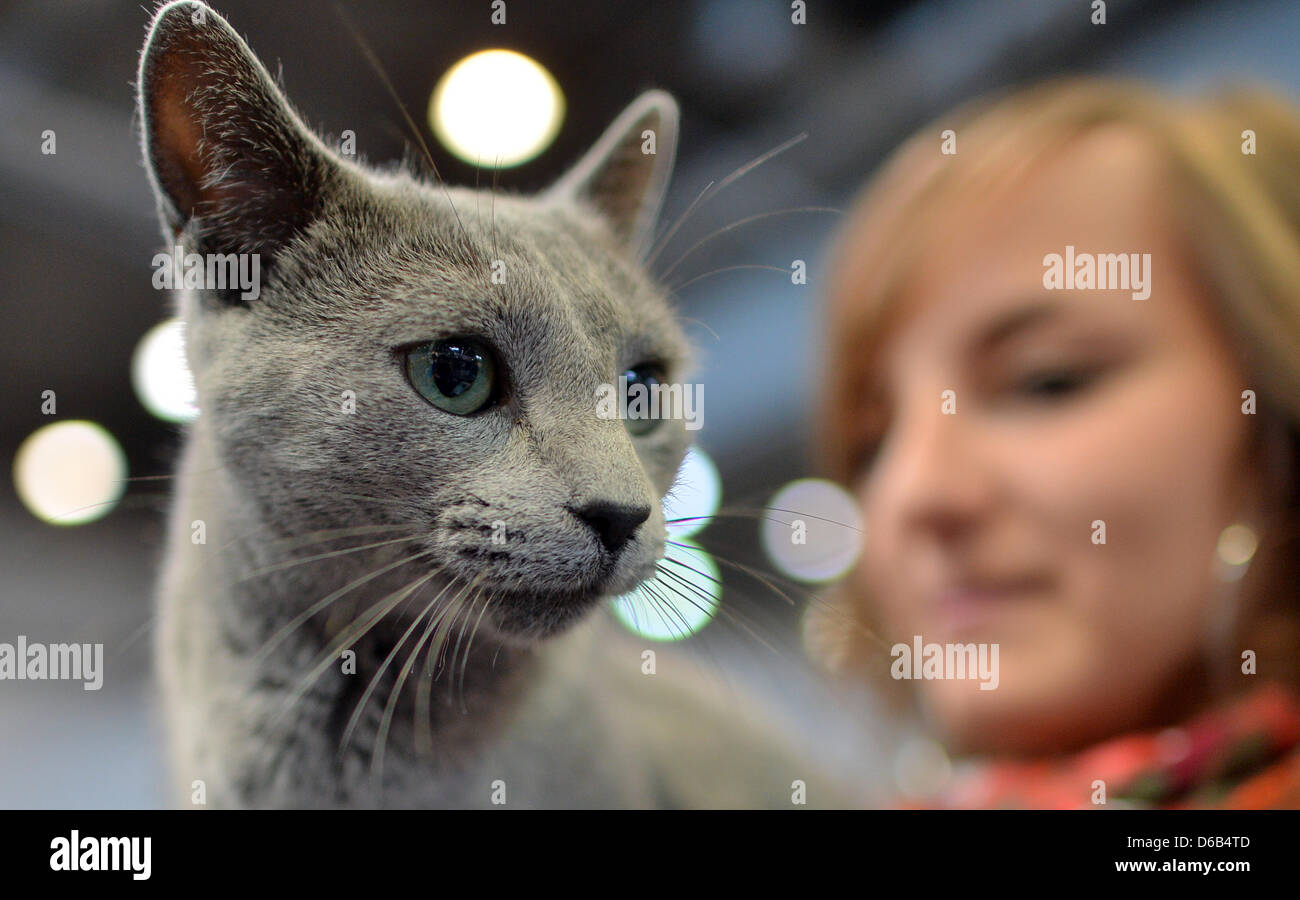 Madelin and her 'Russian Blue' cat take part in the cat show of the dog ...