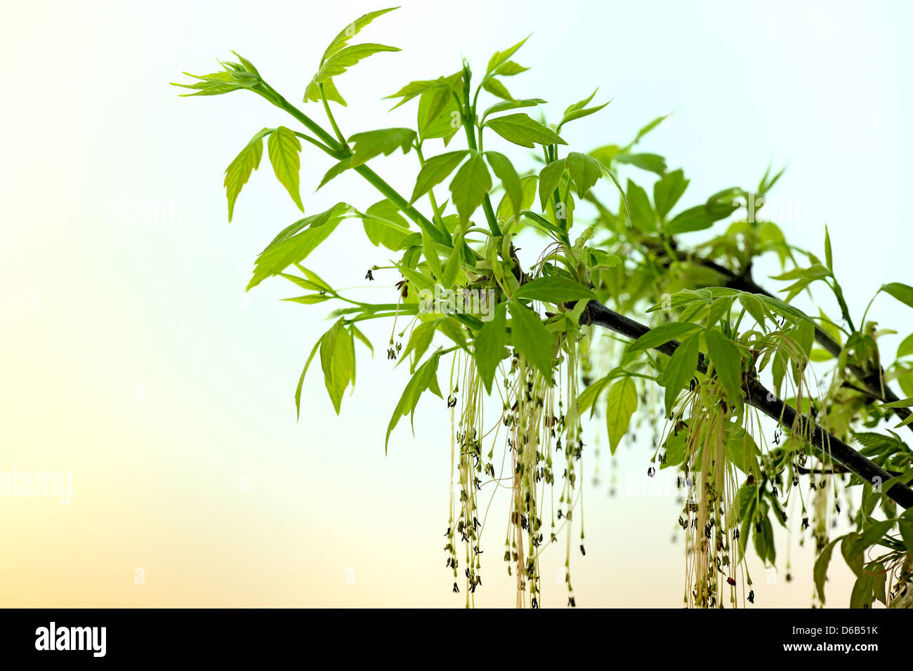 spring branch leaf Stock Photo - Alamy