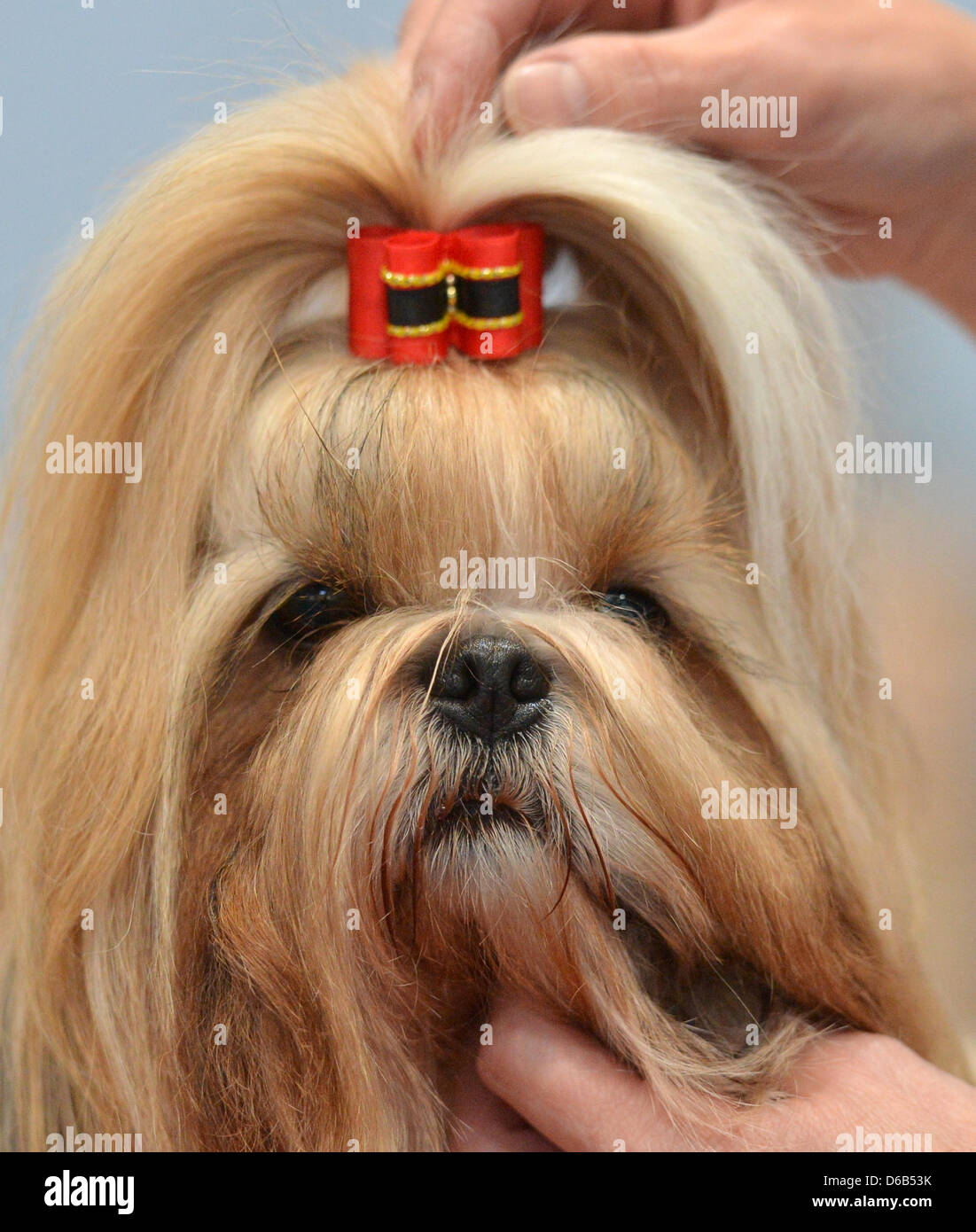 A dog owner trims the fur of a Chizu maltese at the dog and pet ...