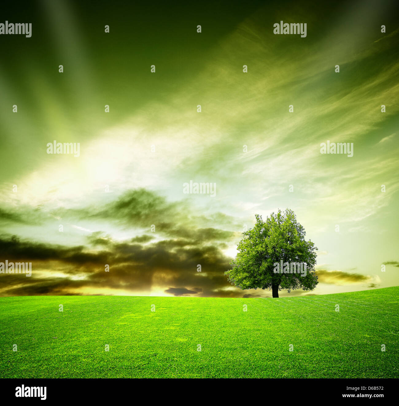 Oak tree sunset in countryside hi-res stock photography and images - Alamy