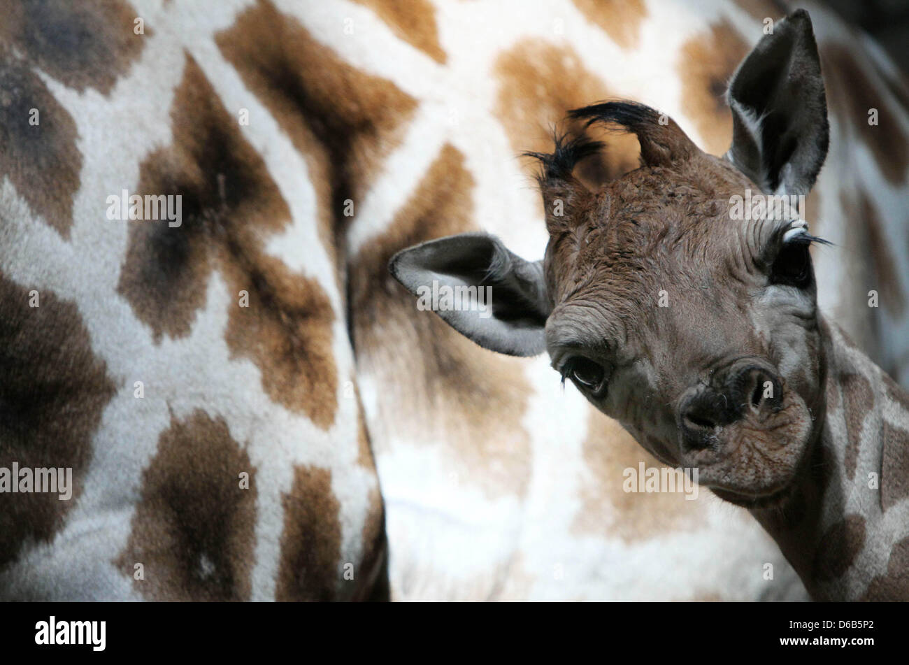 A female giraffe baby is seen after it were born to mother Kim and ...