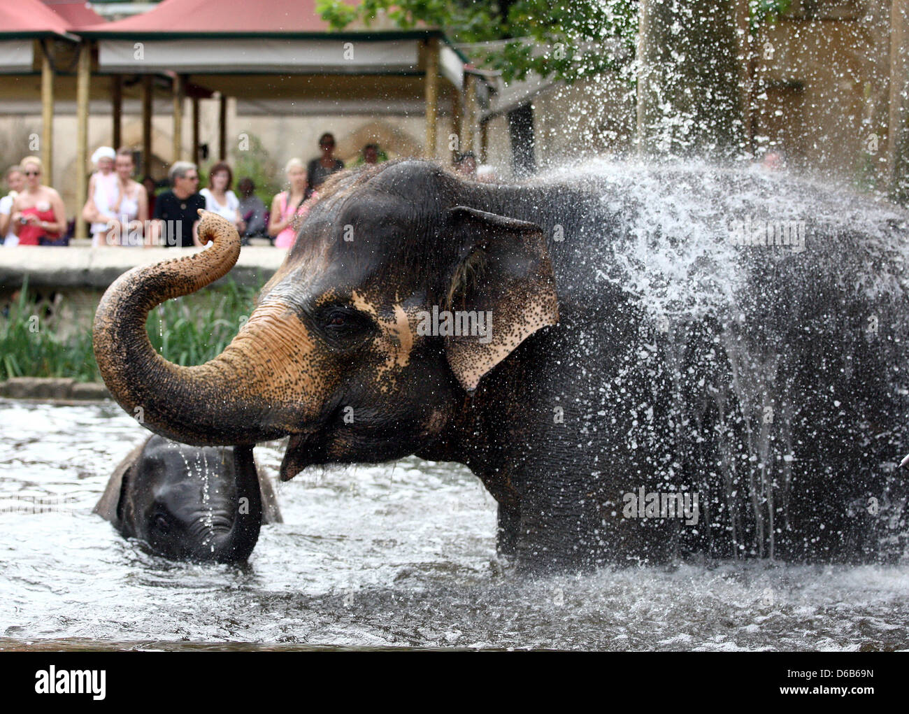 Asian elephant Khaing Hnin Hnin takes a shower at the Zoo in Hanover ...