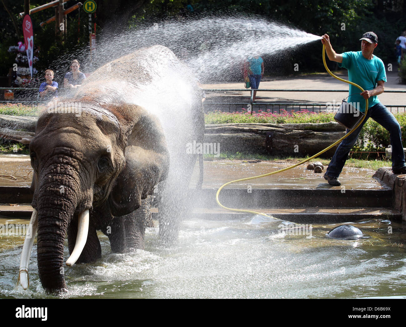 African elephant Sara takes a shower at the Zoo in Hanover, Germany, 20 ...