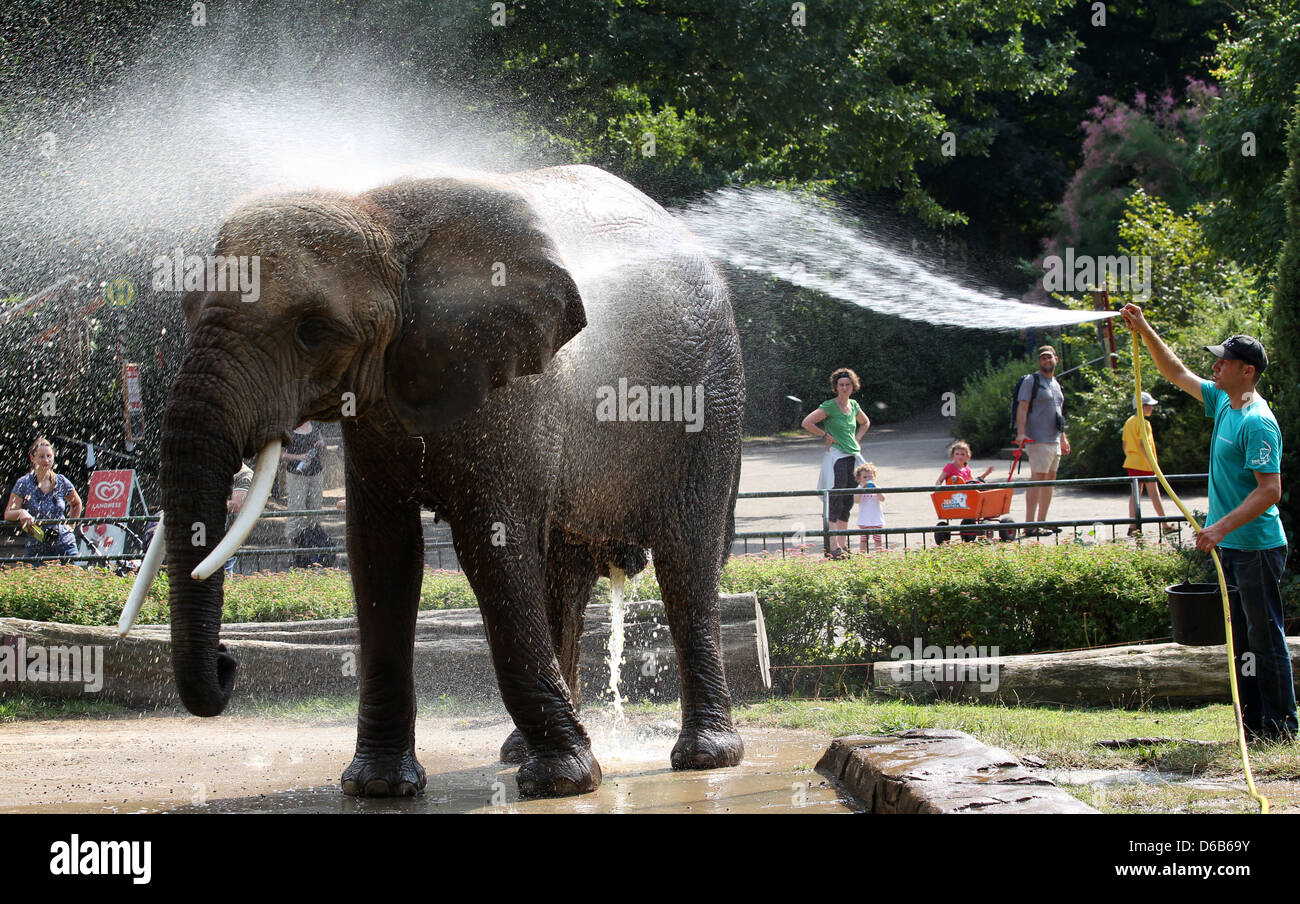 African elephant Sara takes a shower at the Zoo in Hanover, Germany, 20 ...