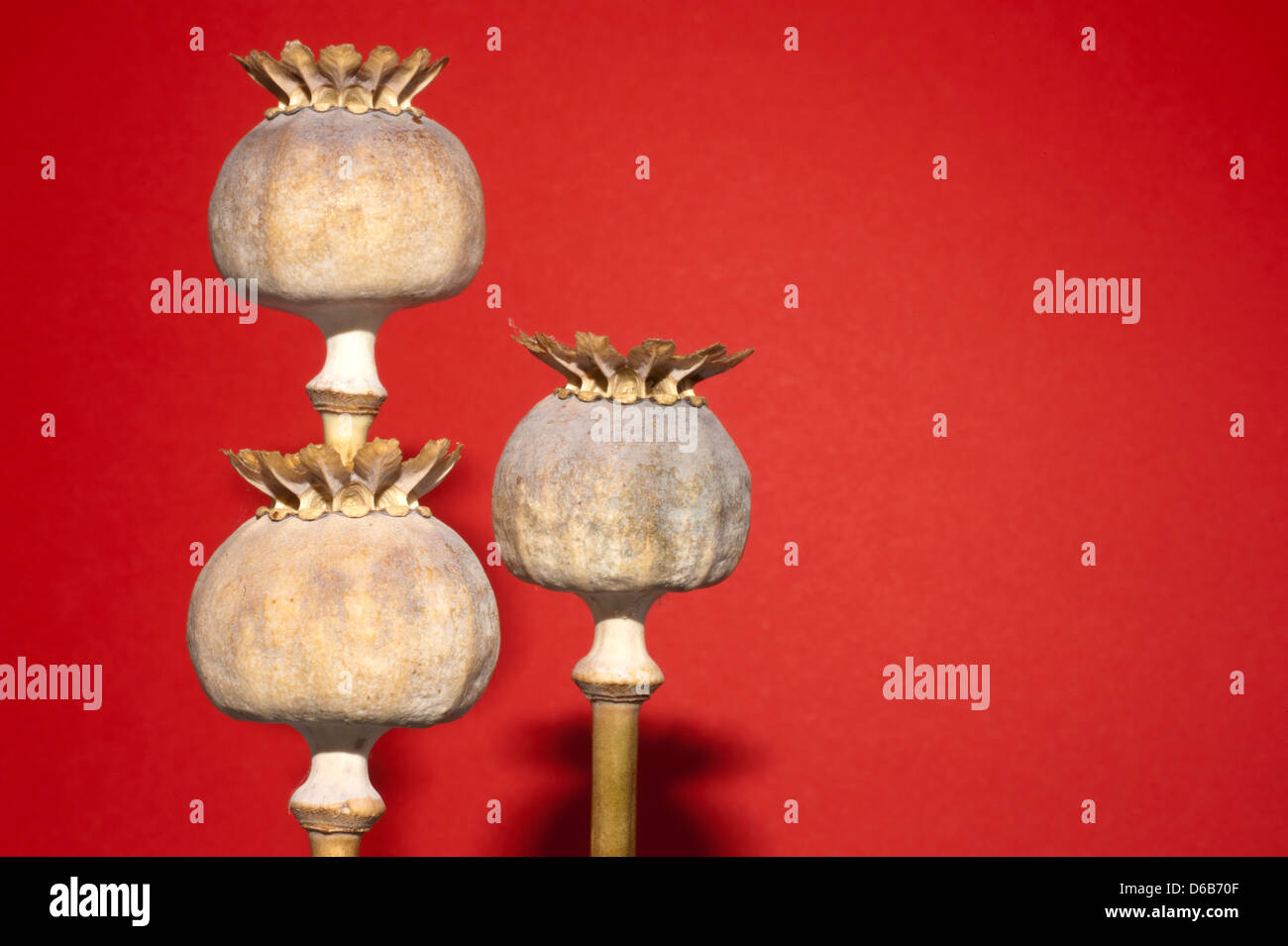 Arrangement of poppy seed capsules in close up and isolated on a red ...