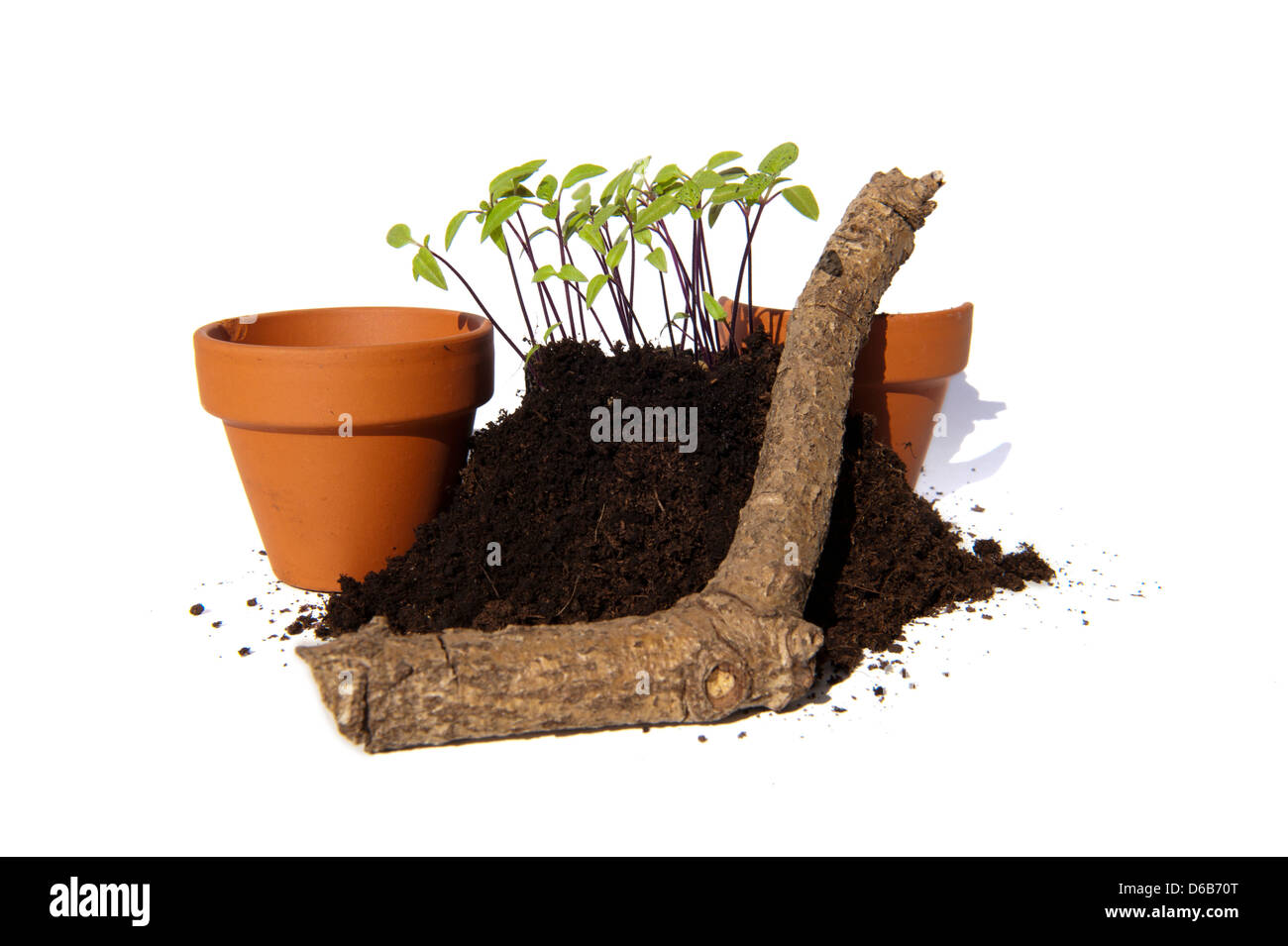 Cuttings plant pot Cut Out Stock Images & Pictures - Alamy