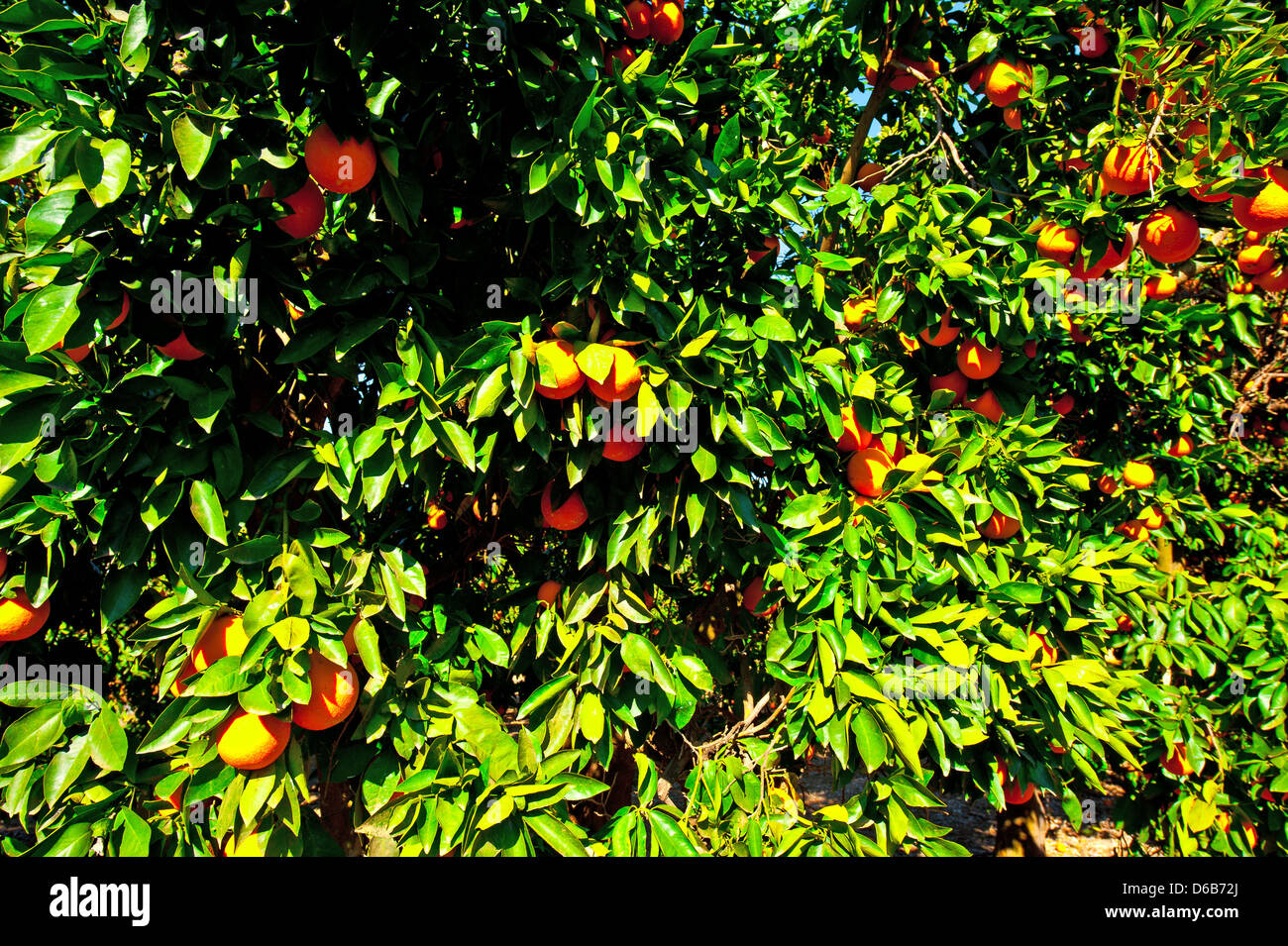 Israel orange orchard hi-res stock photography and images - Alamy