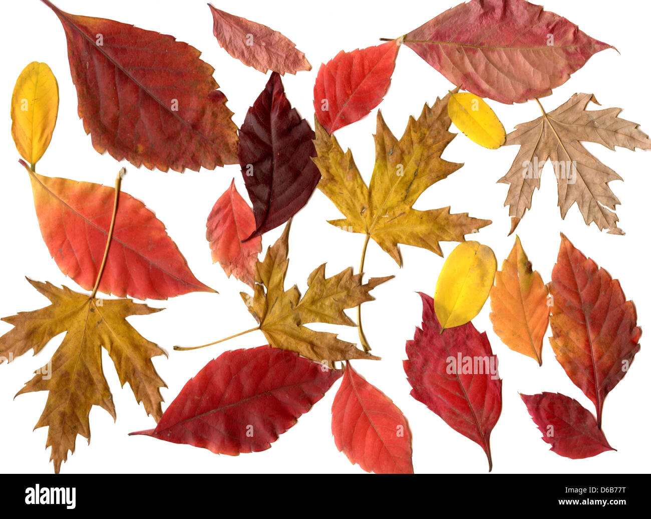 Leaf set hi-res stock photography and images - Alamy