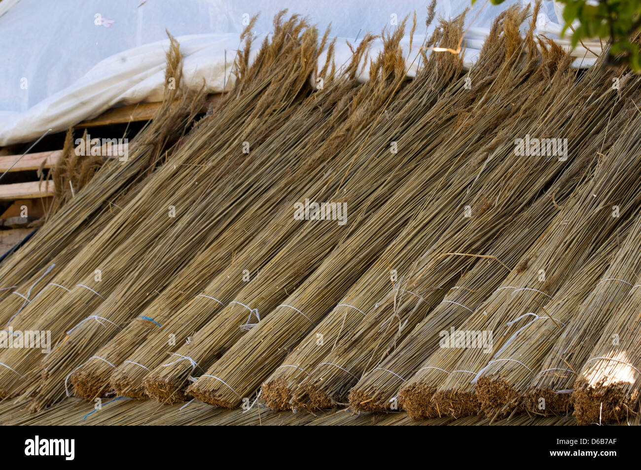Rolls of reeds for a thatched roof sit on thge roof of an old farmhouse ...