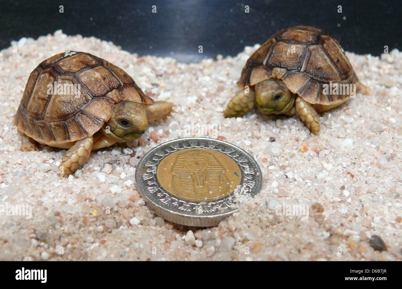Egyptian tortoises hi-res stock photography and images - Alamy