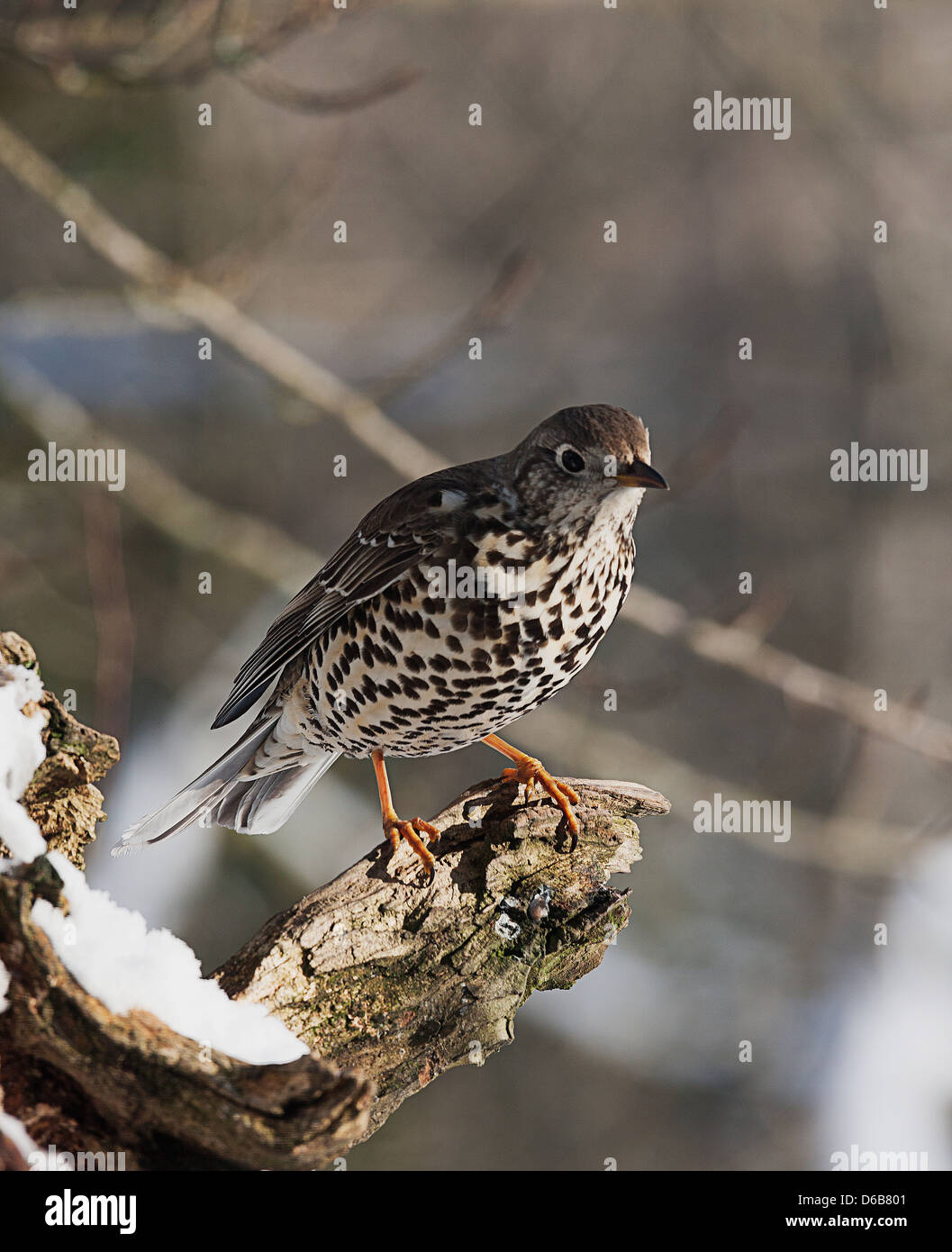 Member of the thrush family hi-res stock photography and images - Alamy