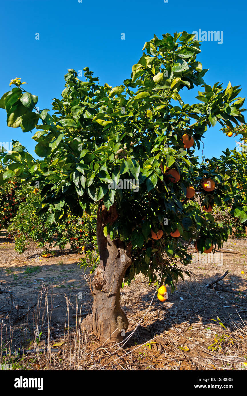 Count fruit tree hi-res stock photography and images - Alamy