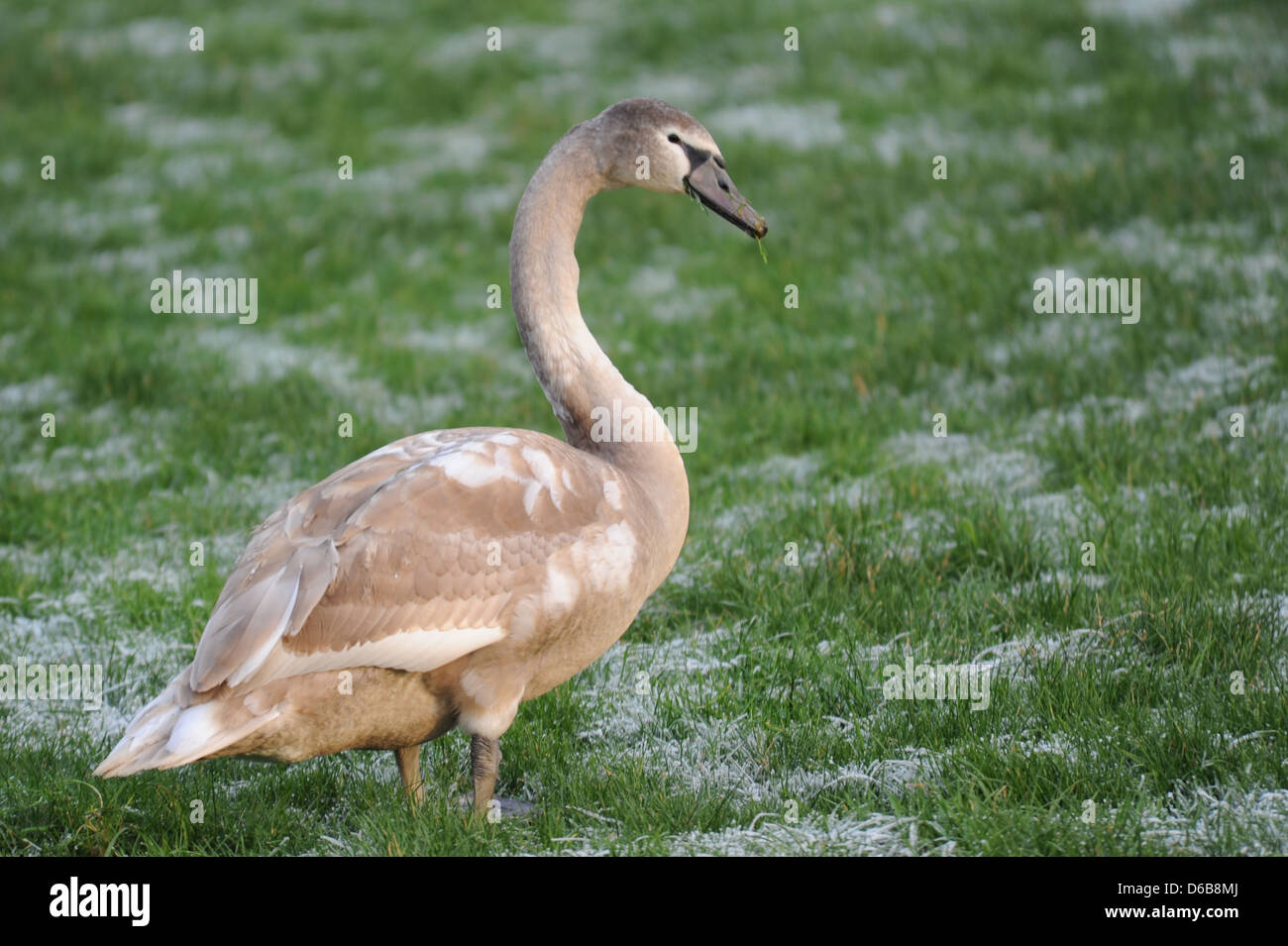 Young swan walking around on a green and snowy grass field looking the ...