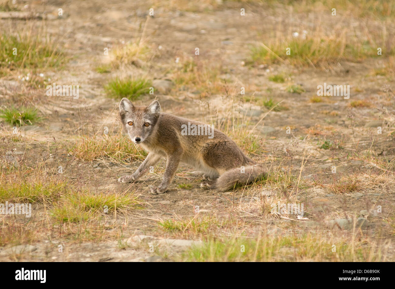 Young Arctic fox Alopex / Vulpes lagopus on a rocky hillside covered in ...