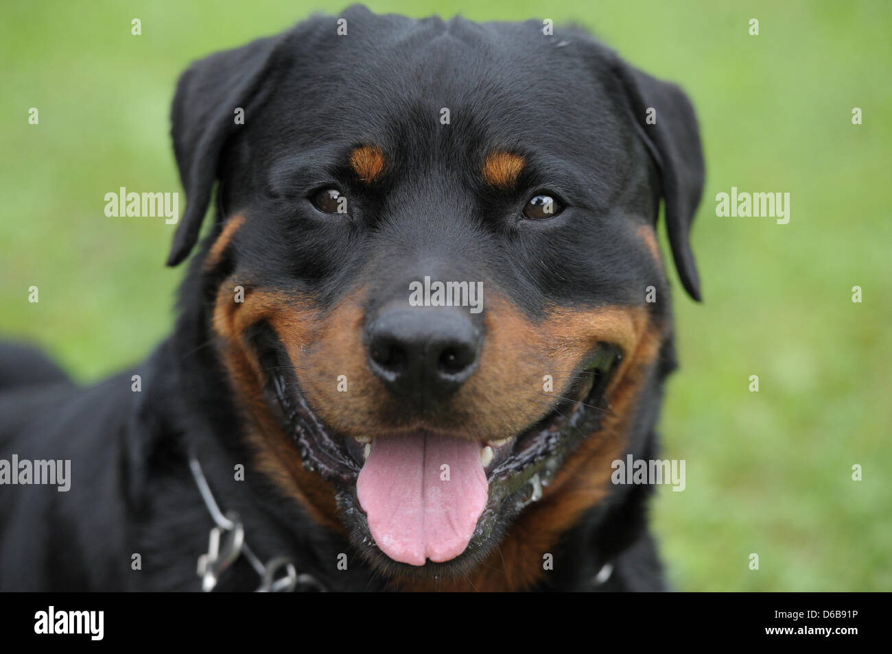 Rottweiler sitting on grass hi-res stock photography and images - Alamy