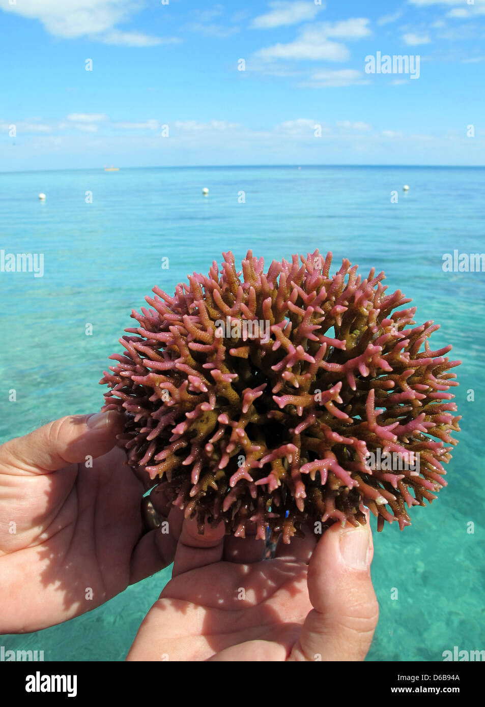 Marine biologist Austin Bowden-Kerby presents a brush coral of an ...