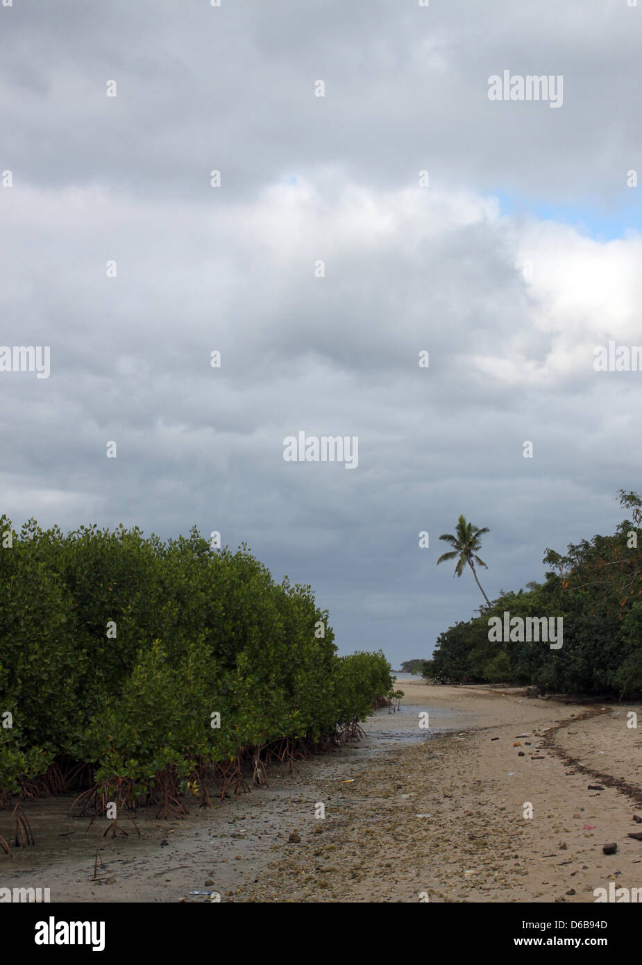 Newly planted mangroves are pictured near Sigatoka on the island Levu ...