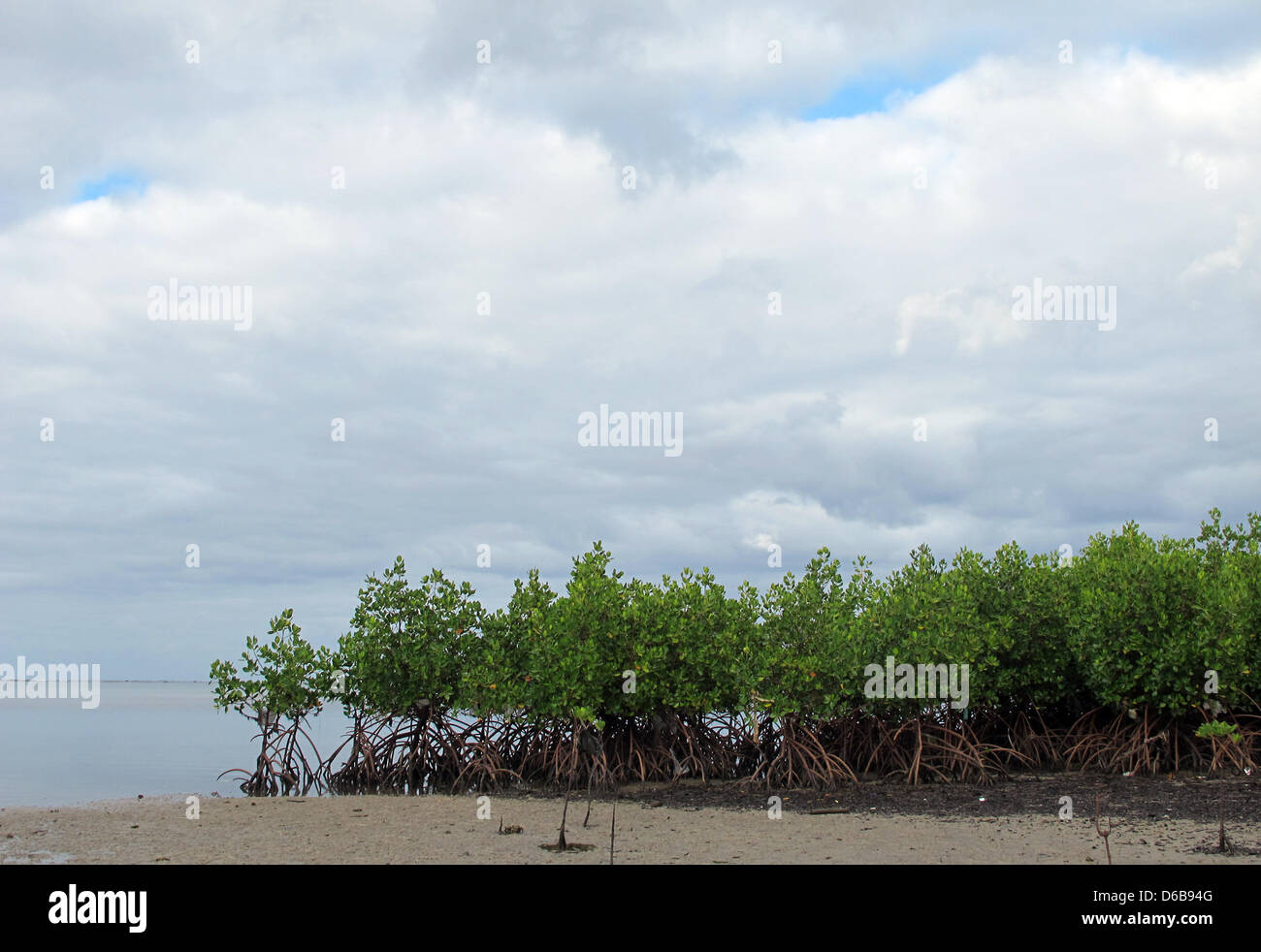 Newly planted mangroves are pictured near Sigatoka on the island Levu ...