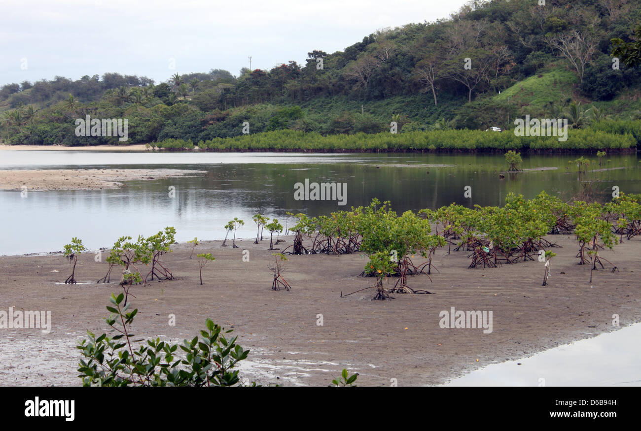 Newly planted mangroves are pictured near Sigatoka on the island Levu ...