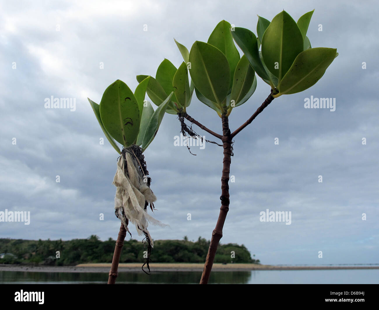 Newly planted mangroves are pictured near Sigatoka on the island Levu ...