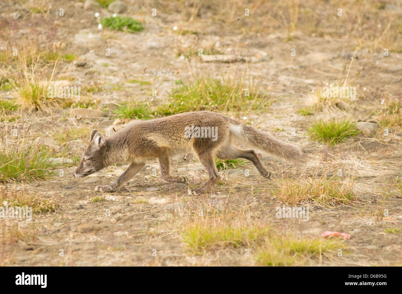 Young Arctic fox Alopex / Vulpes lagopus on a rocky hillside covered in ...