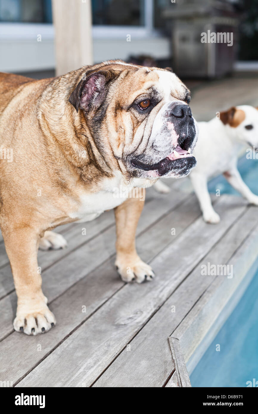 Dogs standing on wooden patio Stock Photo - Alamy