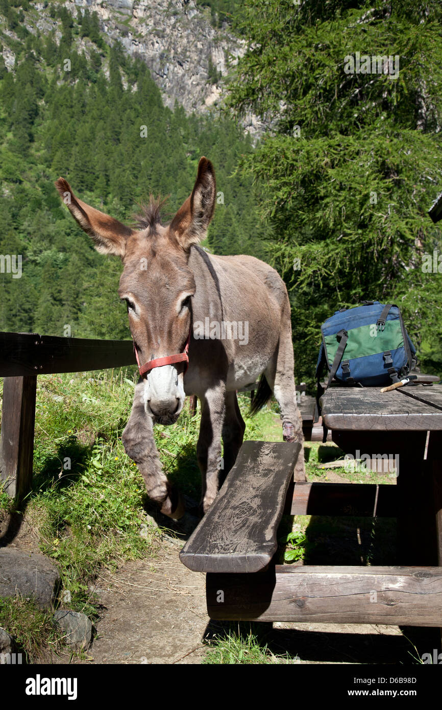 Donkey close up Stock Photo - Alamy