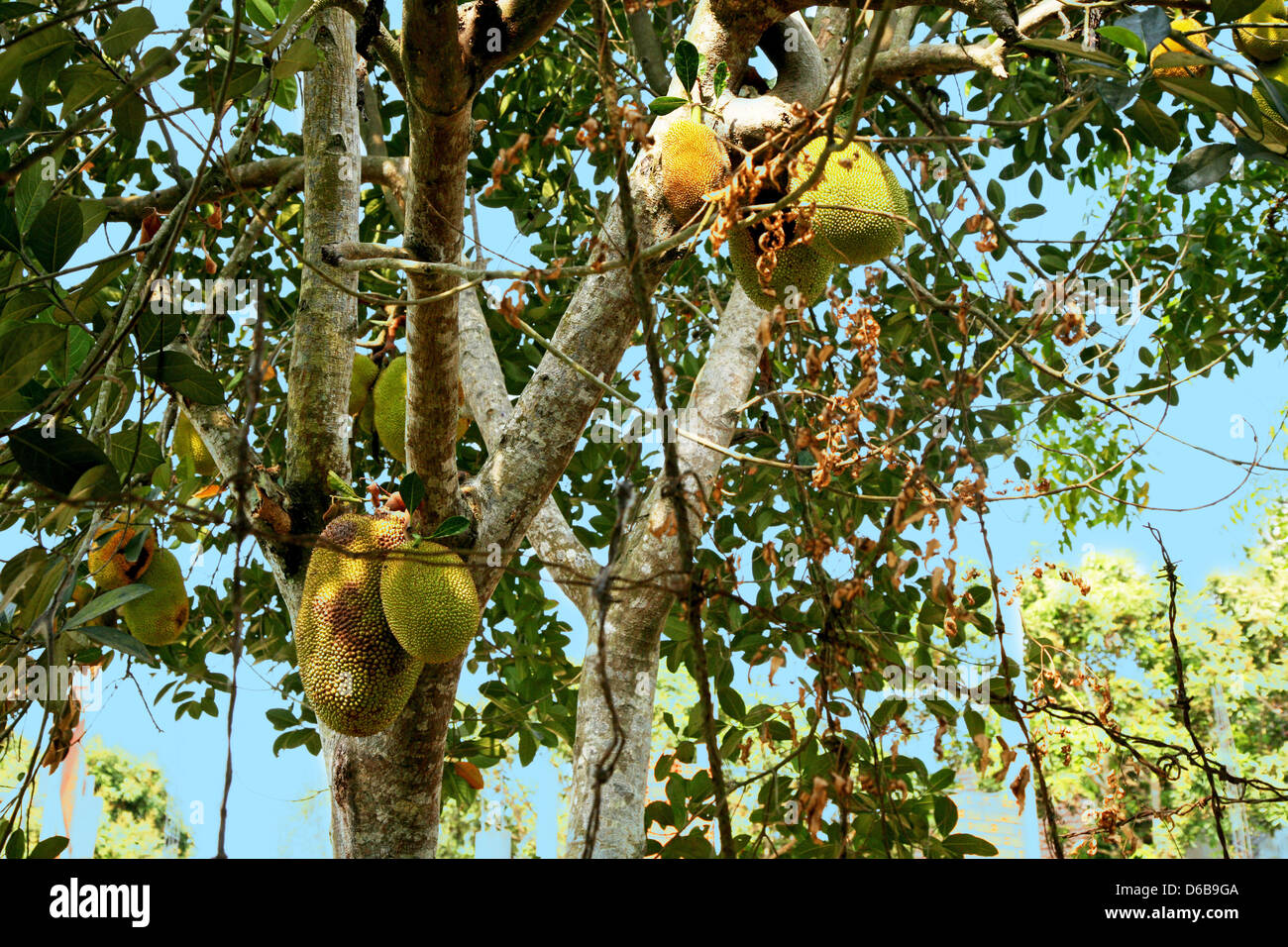 Jackfruit plants hi-res stock photography and images - Alamy