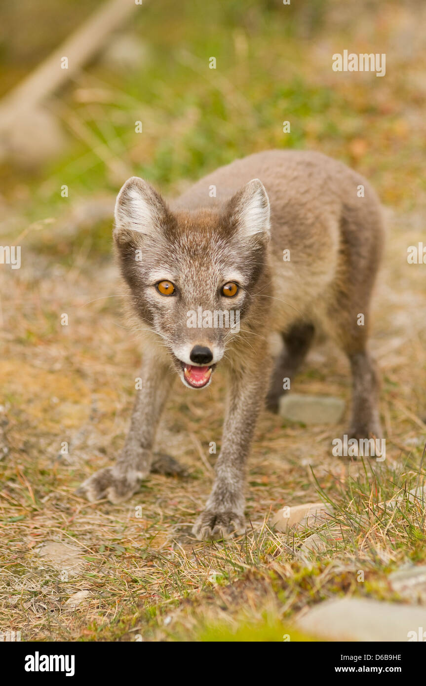 Young Arctic fox Alopex / Vulpes lagopus on a rocky hillside covered in ...
