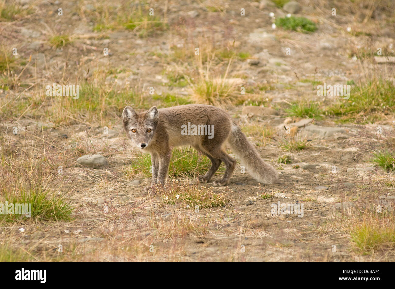 Young Arctic fox Alopex / Vulpes lagopus on a rocky hillside covered in ...