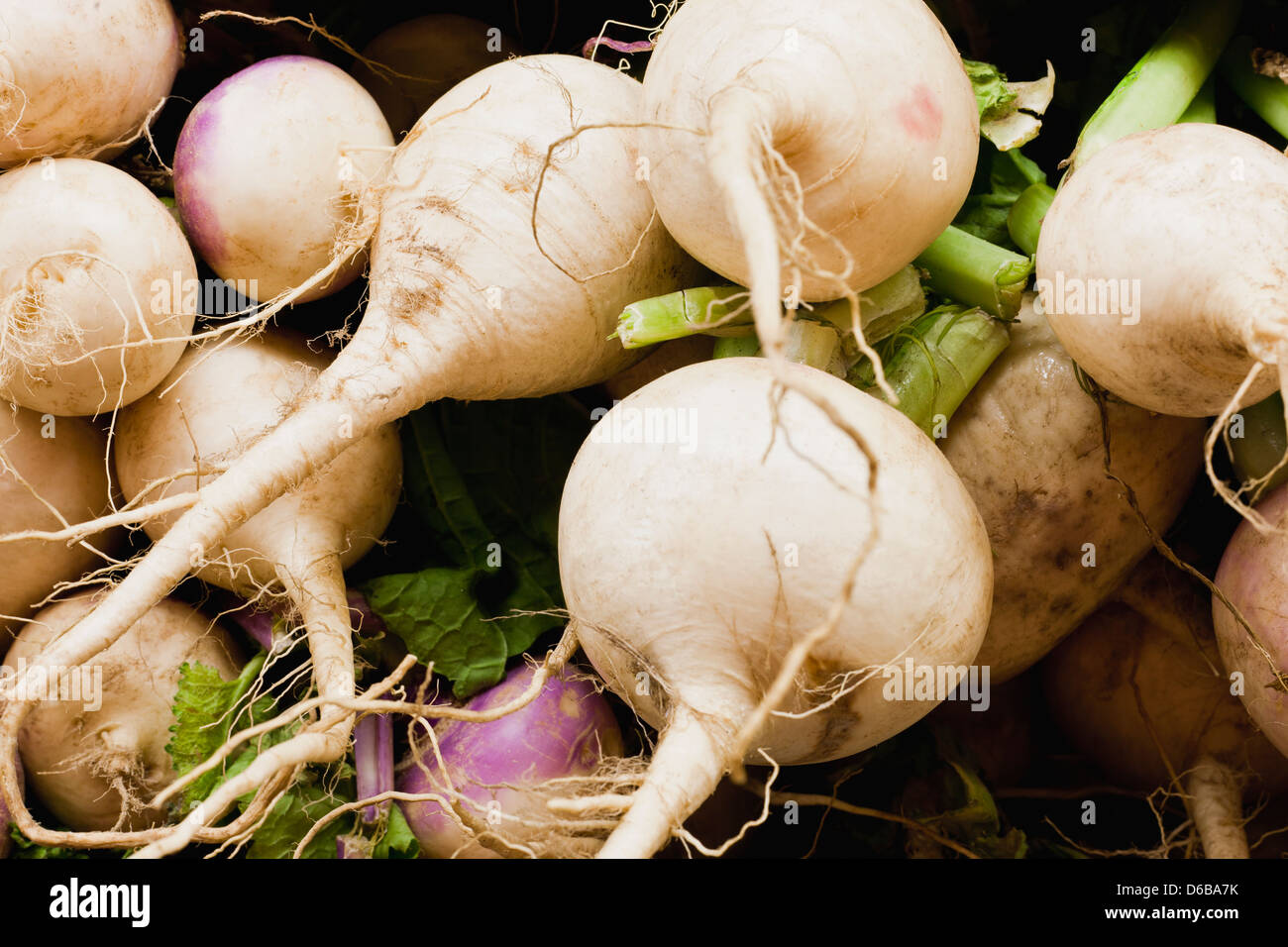 Large pile fresh root hi-res stock photography and images - Alamy