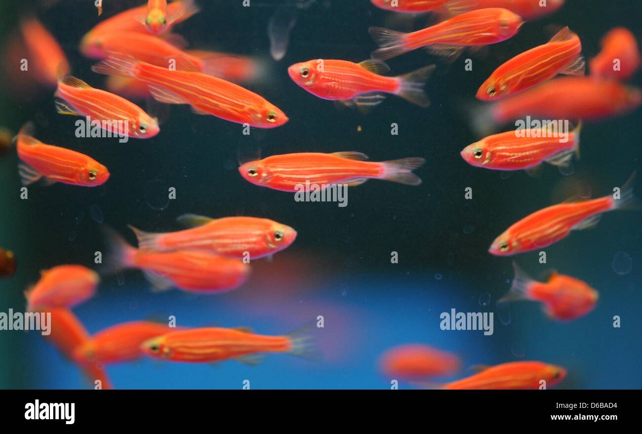 Zybra fish used in research into the genetic and molecular biological ...