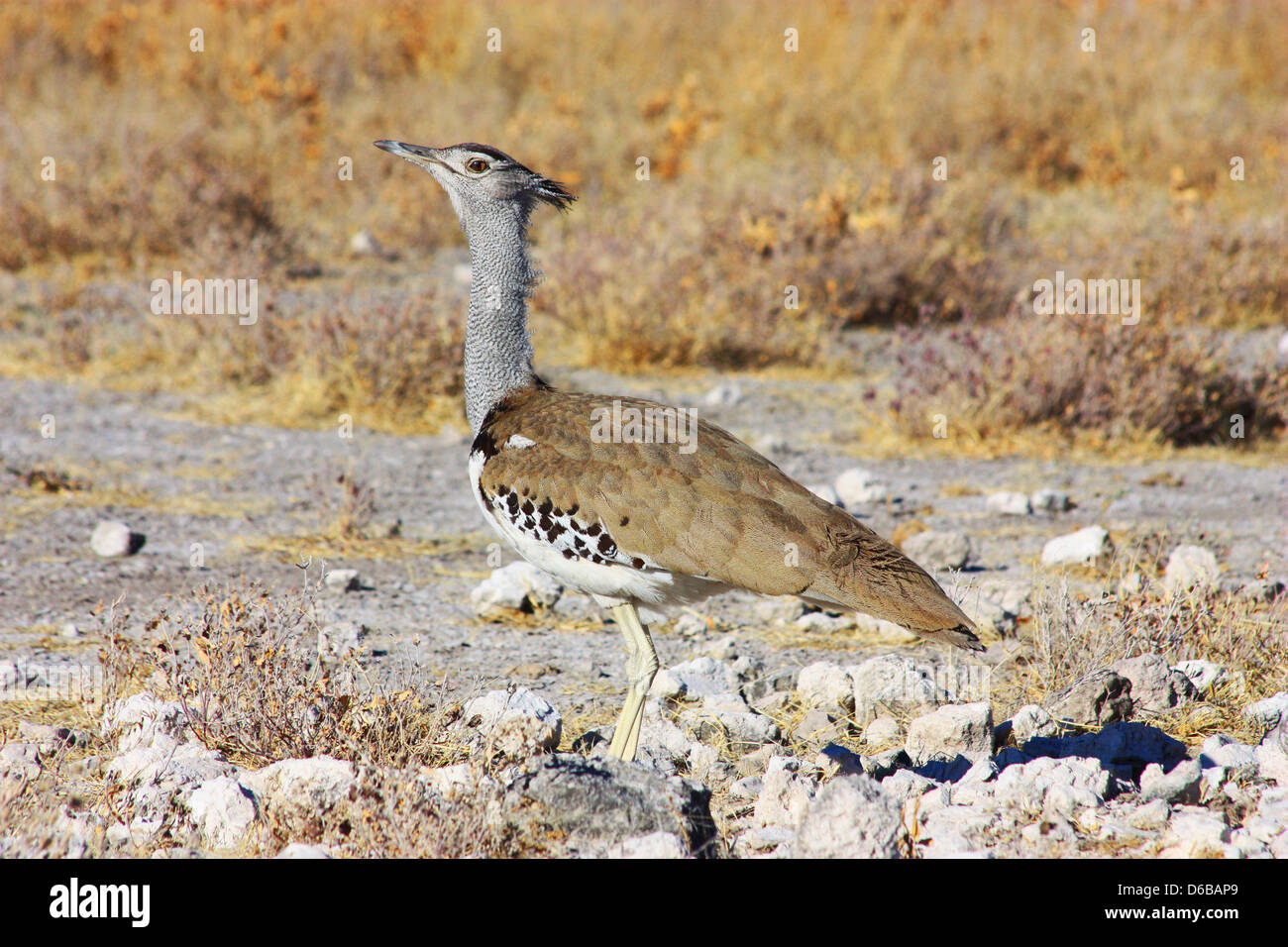 Namibian bird hi-res stock photography and images - Alamy