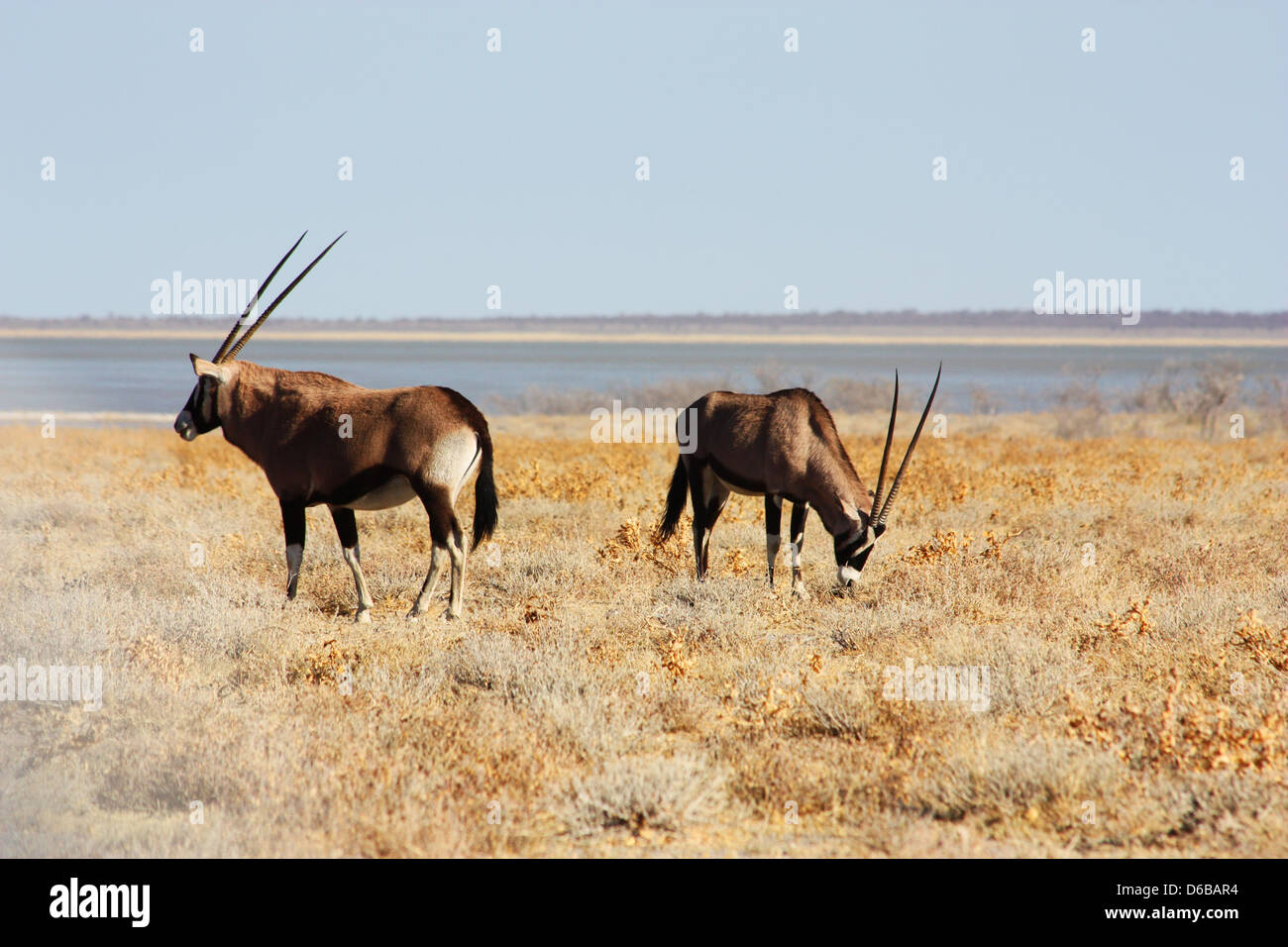 Namibian conservation hi-res stock photography and images - Alamy