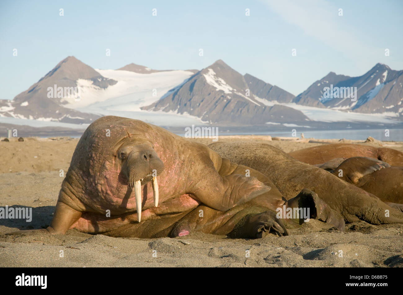 Walrus flipper hi-res stock photography and images - Alamy