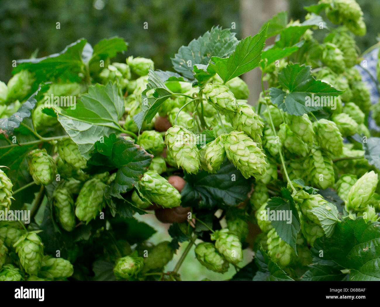A farmer presents hop cones in Mosbach near Spalt, Germany, 24 August ...